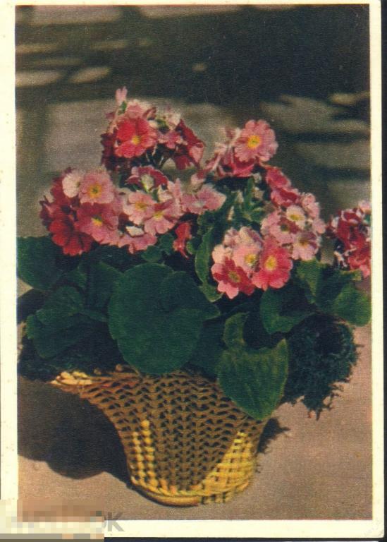 Открытка СССР 1961 г. Цветы, флора Примулы фото Е. Игнатович изд. Правда чистая — покупайте на ...