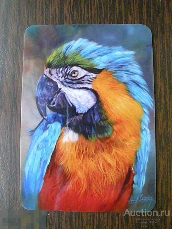 Фауна. Попугай ара. Птица орнитология. David Stribbling Дэвид ...