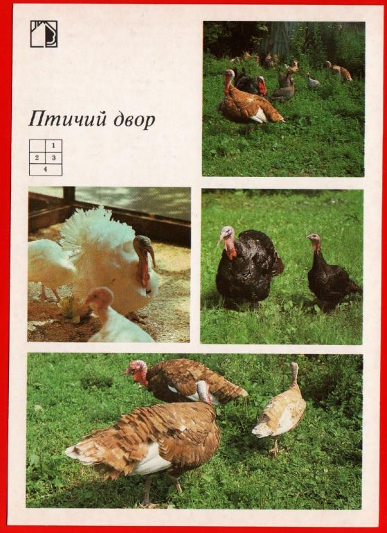 07252 Индюк индейка Московская белая бронзовая Палевая порода 1989 ...