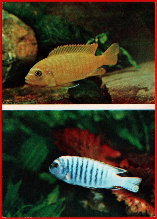 52411 Ложная зебра 1982 Аквариум аквариумная рыбка рыба чистая ...