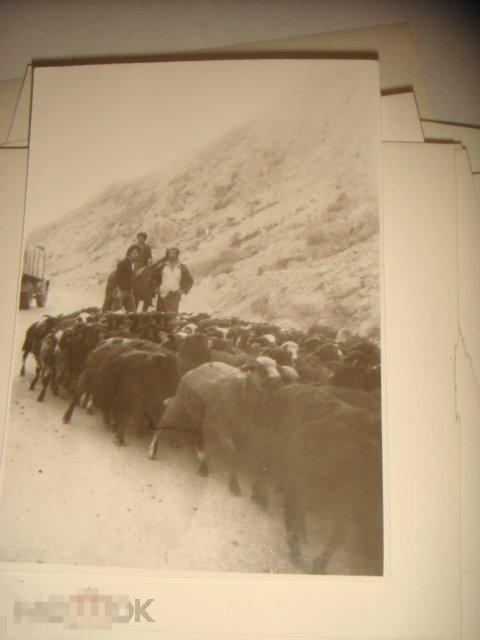 Пастухи.Отара овец.Горы.Лето..1970-1982 год.СССР. (к.42.фото 5) — покупайте на Auction.ru по ...