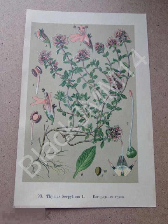 1912 г. Цветная литография Растения Богородская трава Тимьян Чабрец ...