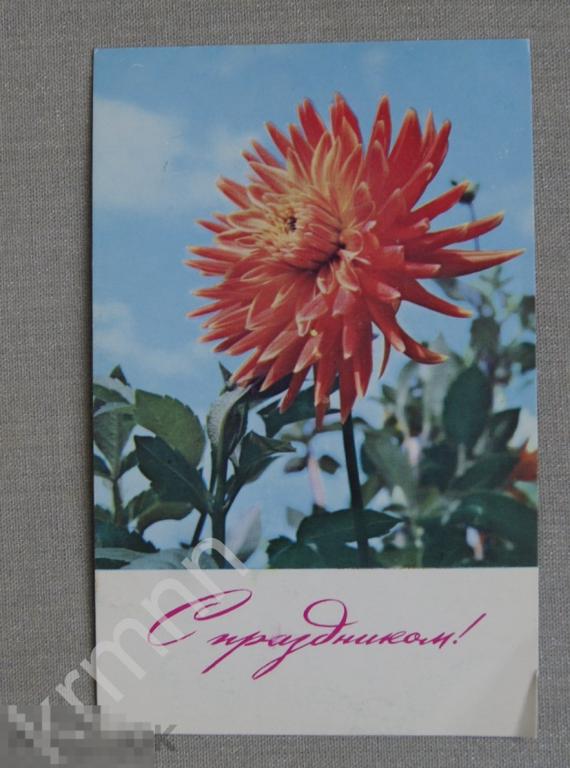 Поздравляем чистая (Рыкова) К108 — покупайте на Auction.ru по выгодной цене. Лот из ...